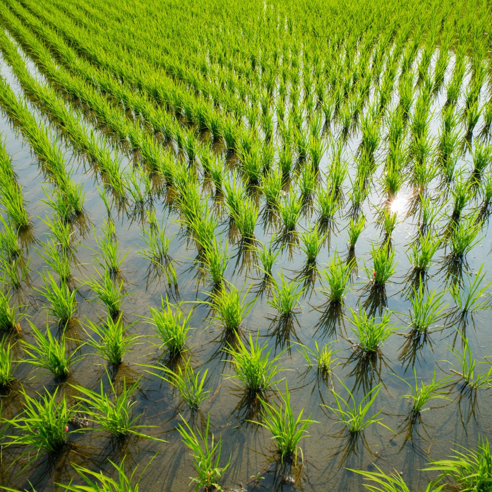 SAFE Projects – Asia-RiCE